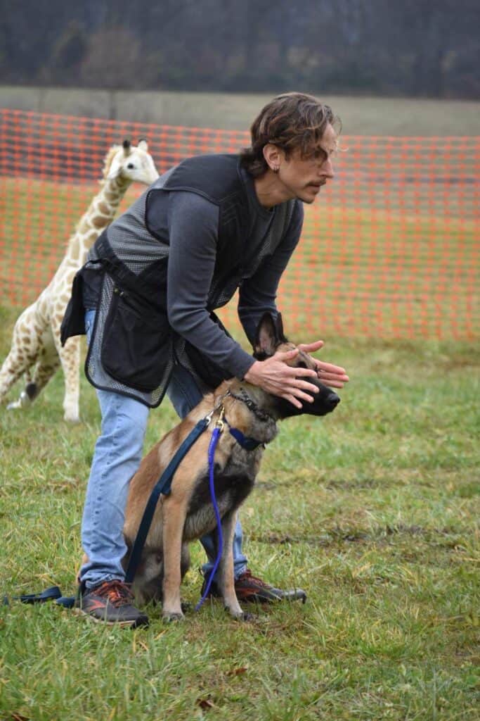 All You Need To Know About Mondio Ring | K9 Evolutions Dog Training
