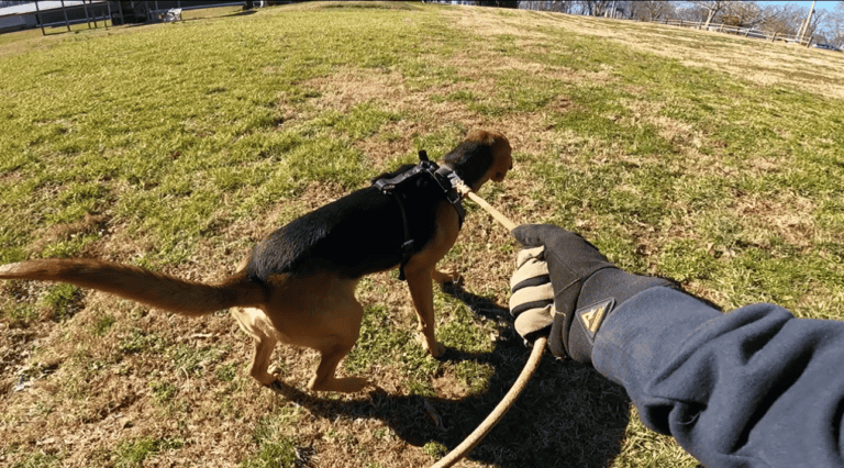 Search and Rescue Dog Training | K9 Evolutions Dog Training