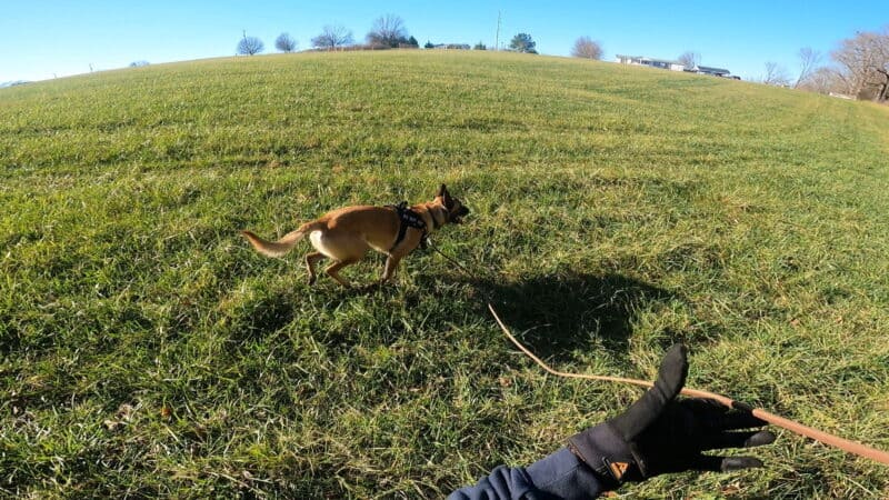 Why Search And Rescue Is A Valuable Activity For Your Dog | K9 ...